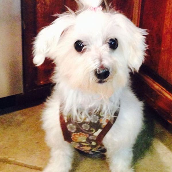 Lacey - Legacy Humane Society