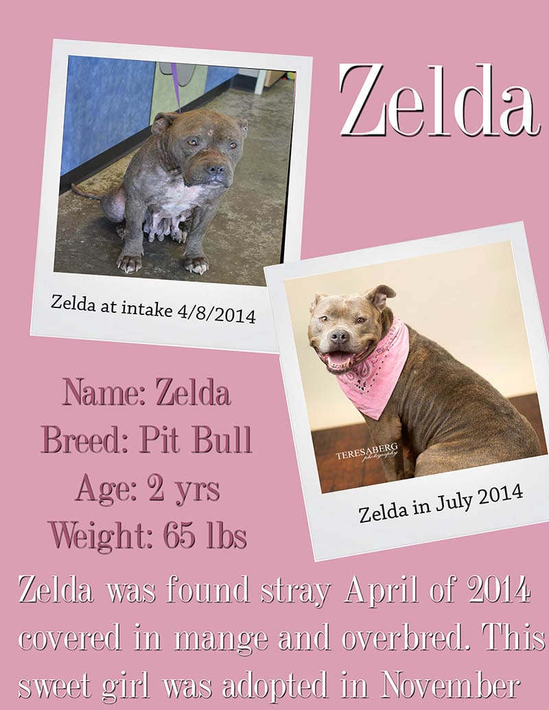 Zelda - Legacy Humane Society