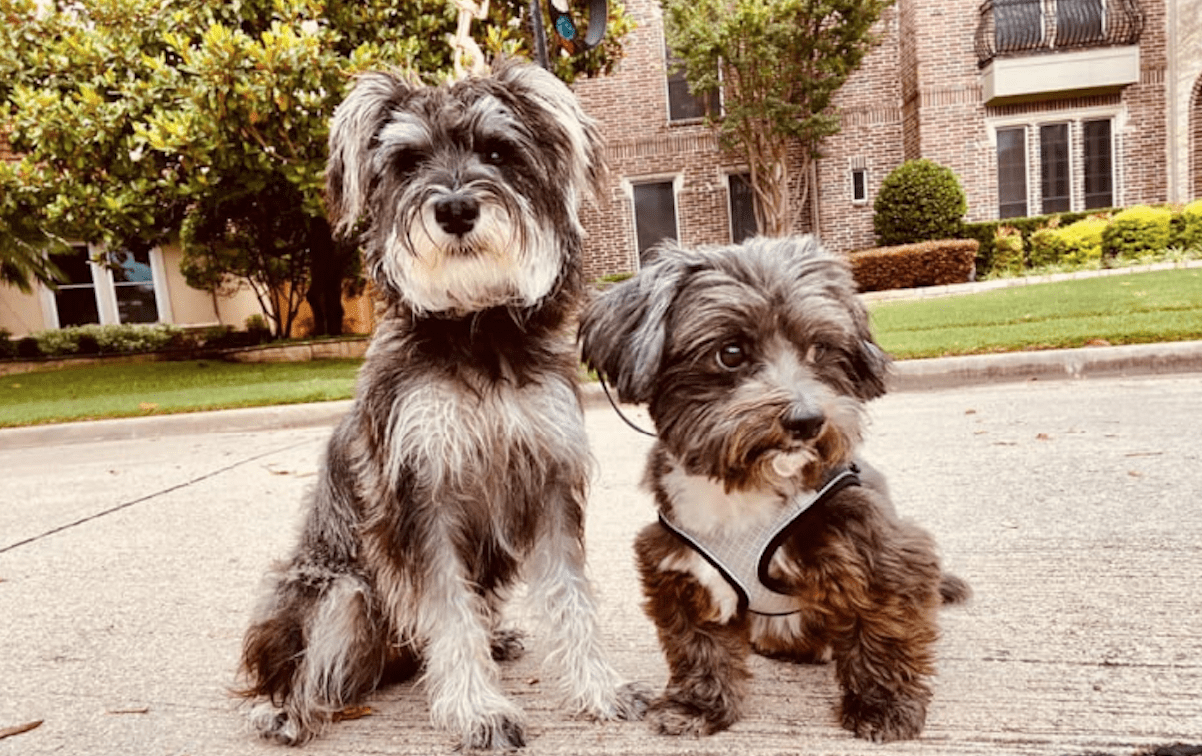 Local Celebrity Adopts from Legacy Humane Society - Legacy Humane Society